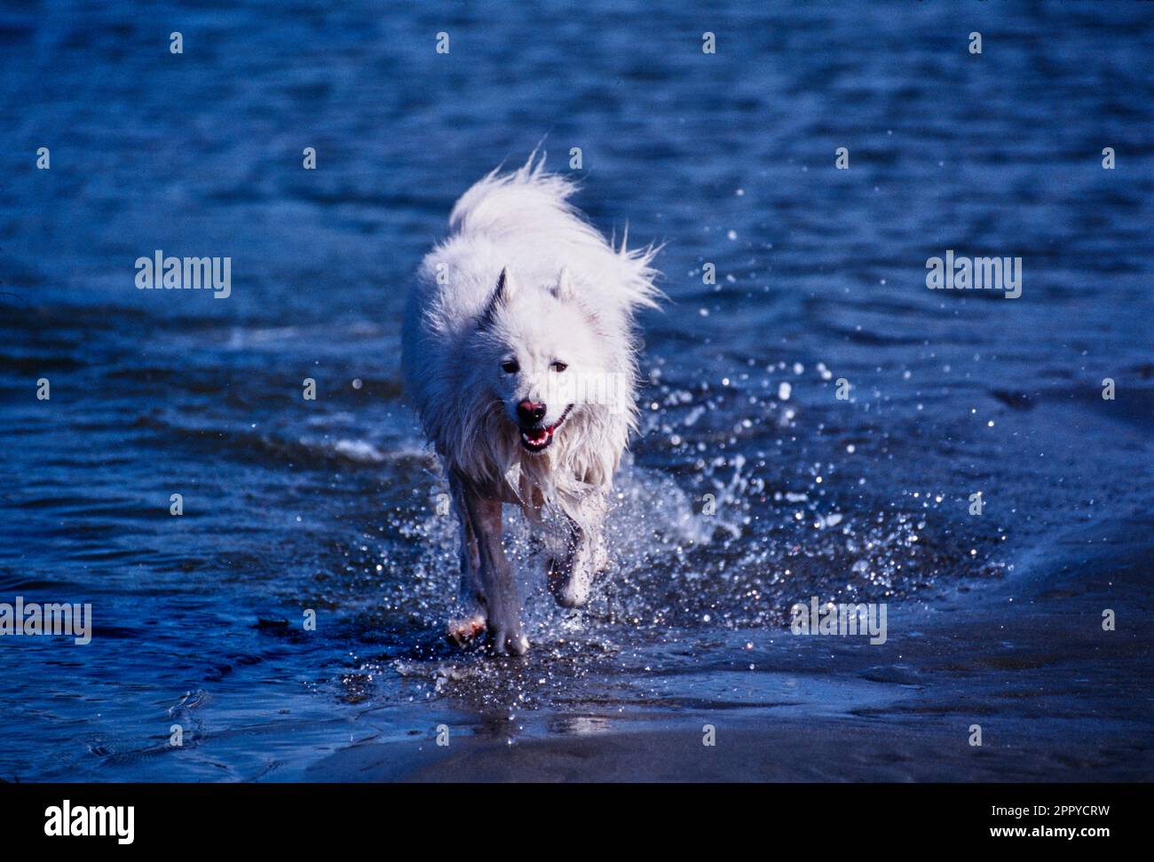 Samoyed splashing in the water Stock Photo - Alamy