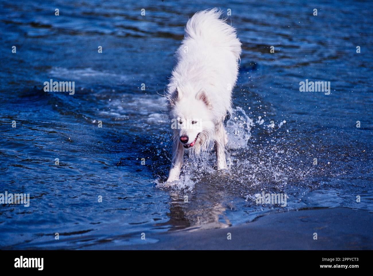 Samoyed splashing in water Stock Photo - Alamy