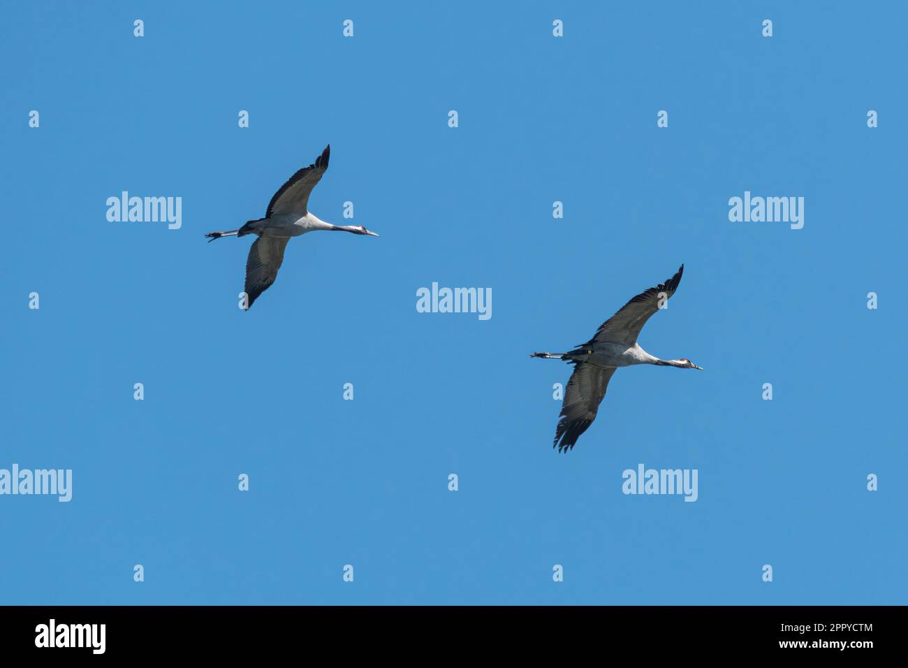 Two cranes (Grus grus) in flight flying over Otmoor RSPB Nature Reserve ...