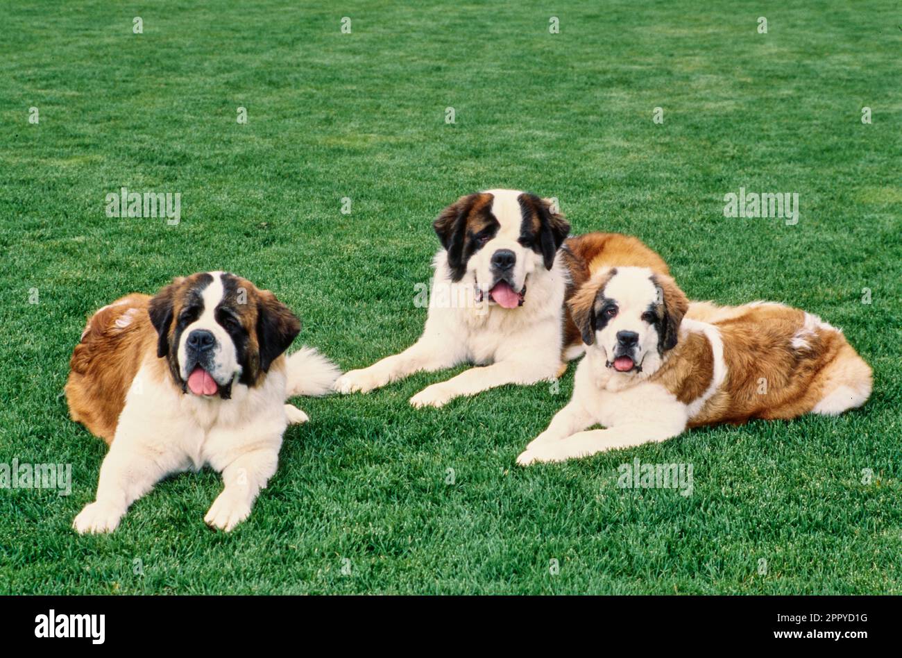 St. Bernards laying together in some grass Stock Photo - Alamy