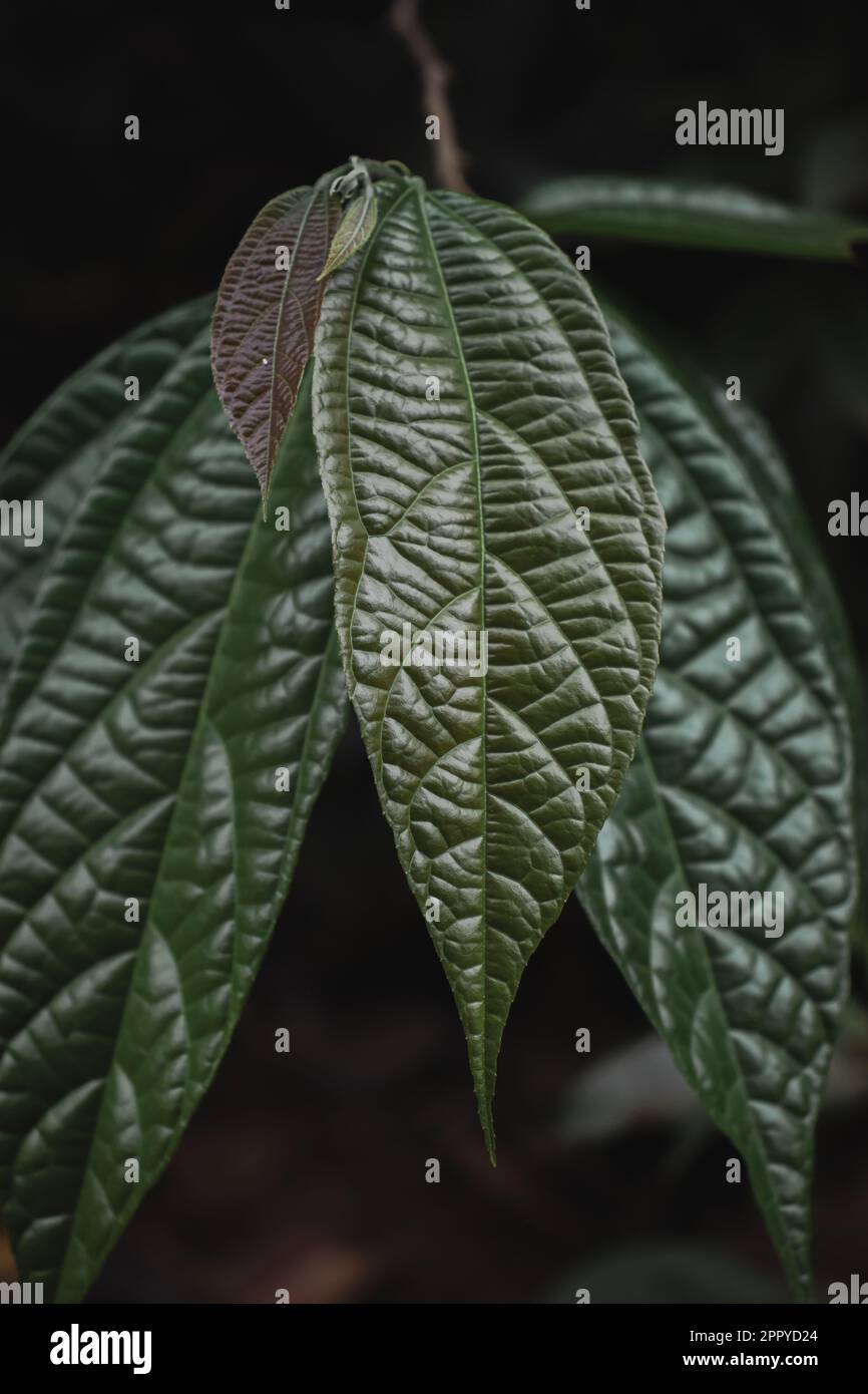 Leaves of cacao tree (Piper nigrum Stock Photo - Alamy