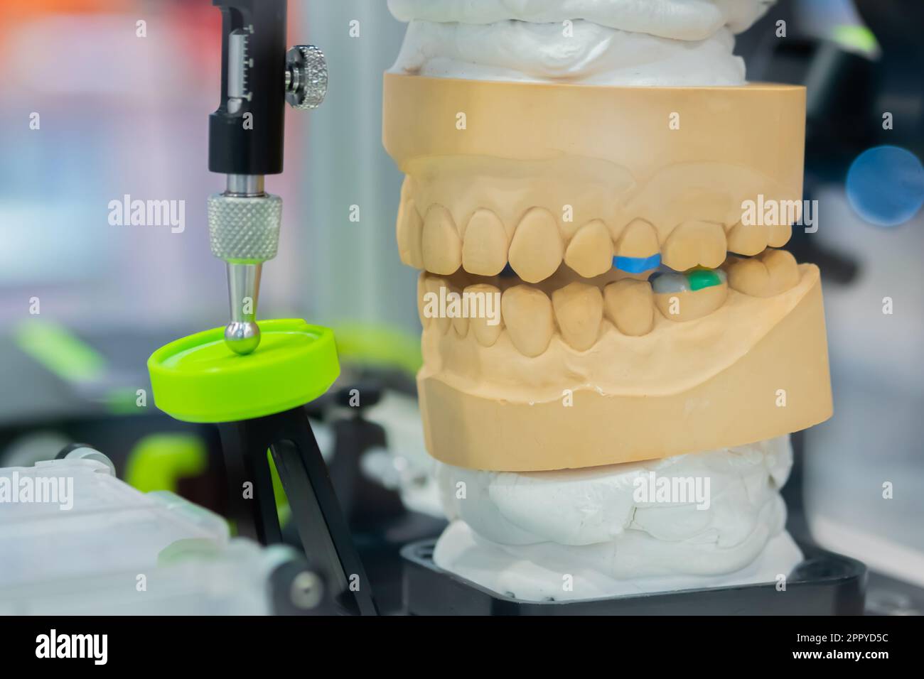 Gypsum model of human jaw at medical exhibition Stock Photo - Alamy
