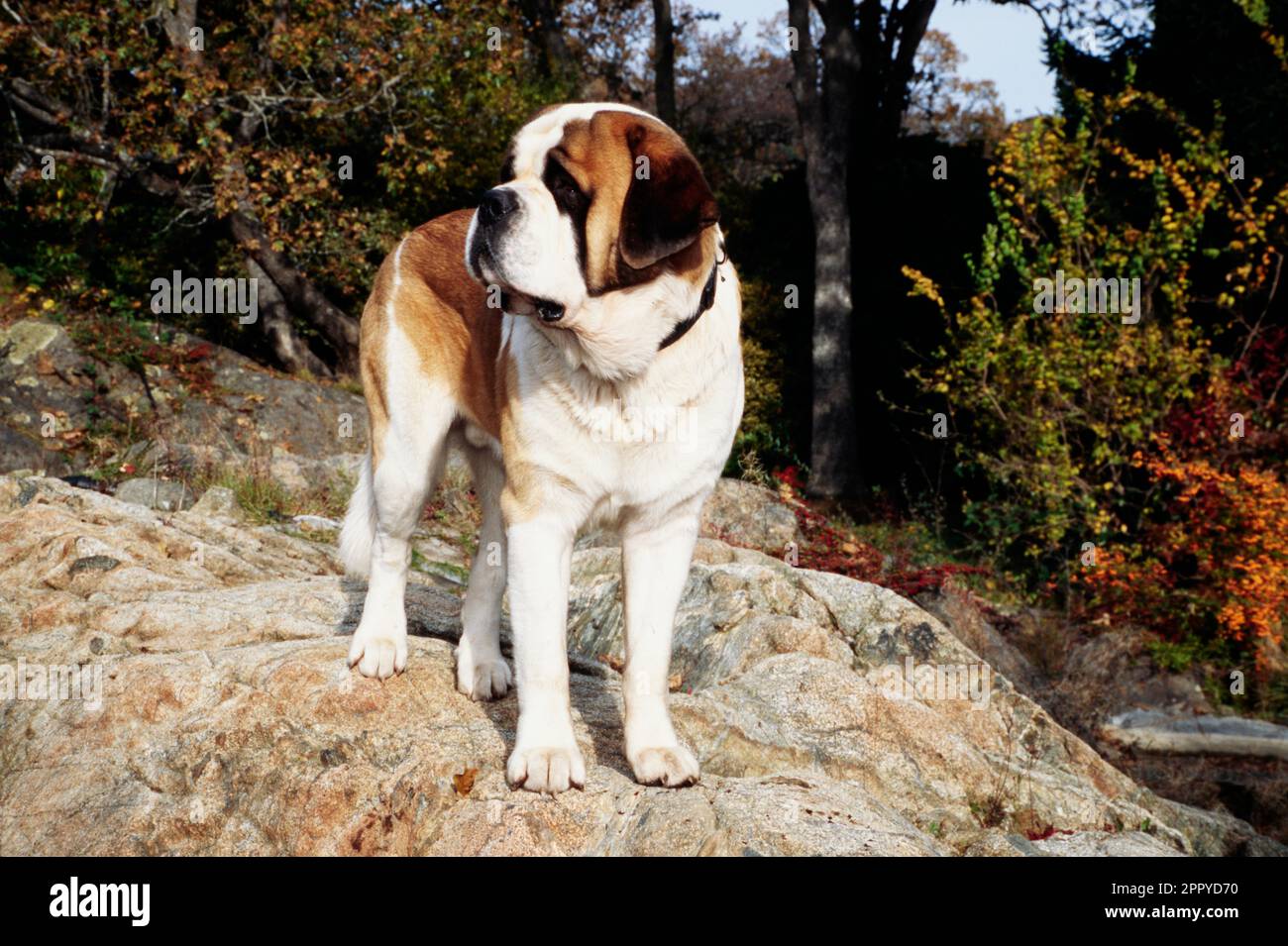 Puppy standing on leaves hi-res stock photography and images - Alamy