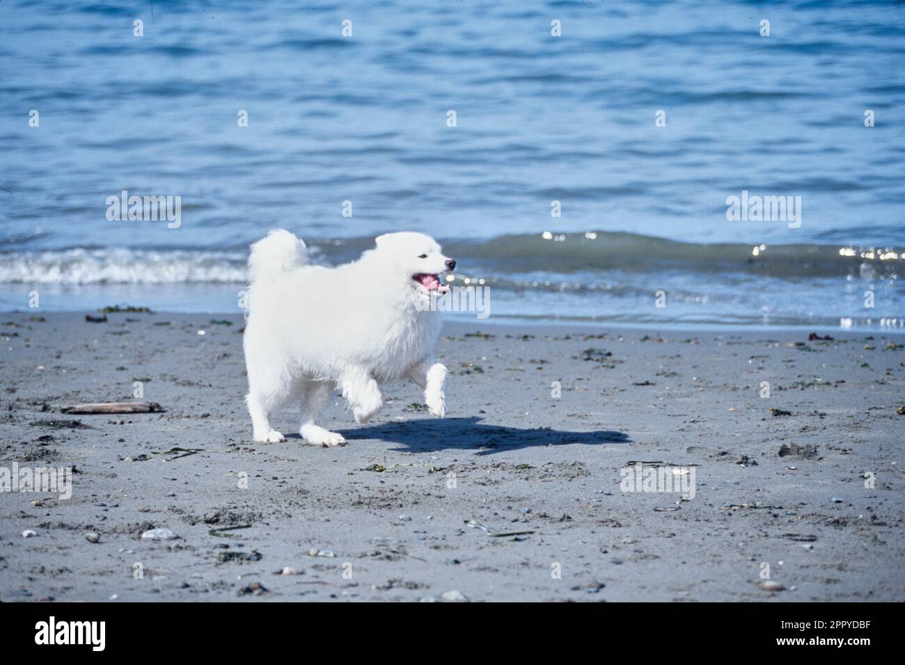Samoyed running on beach with tongue out Stock Photo - Alamy