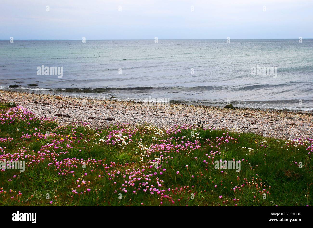Pebble Beach at Samso Island, Denmark, Europe Stock Photo - Alamy
