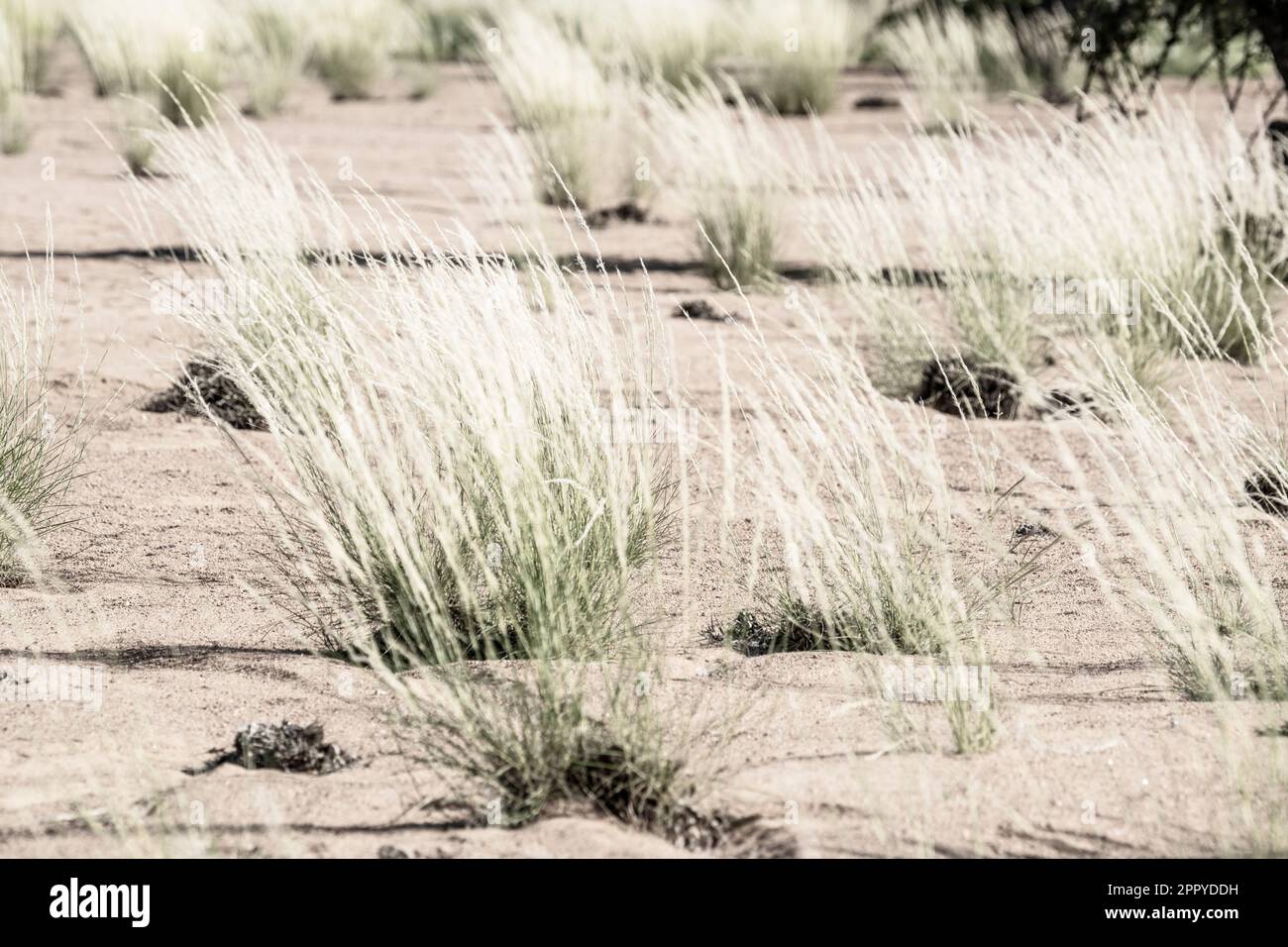 Grass plants grow in desert. Desaturated picture of grassland in the ...