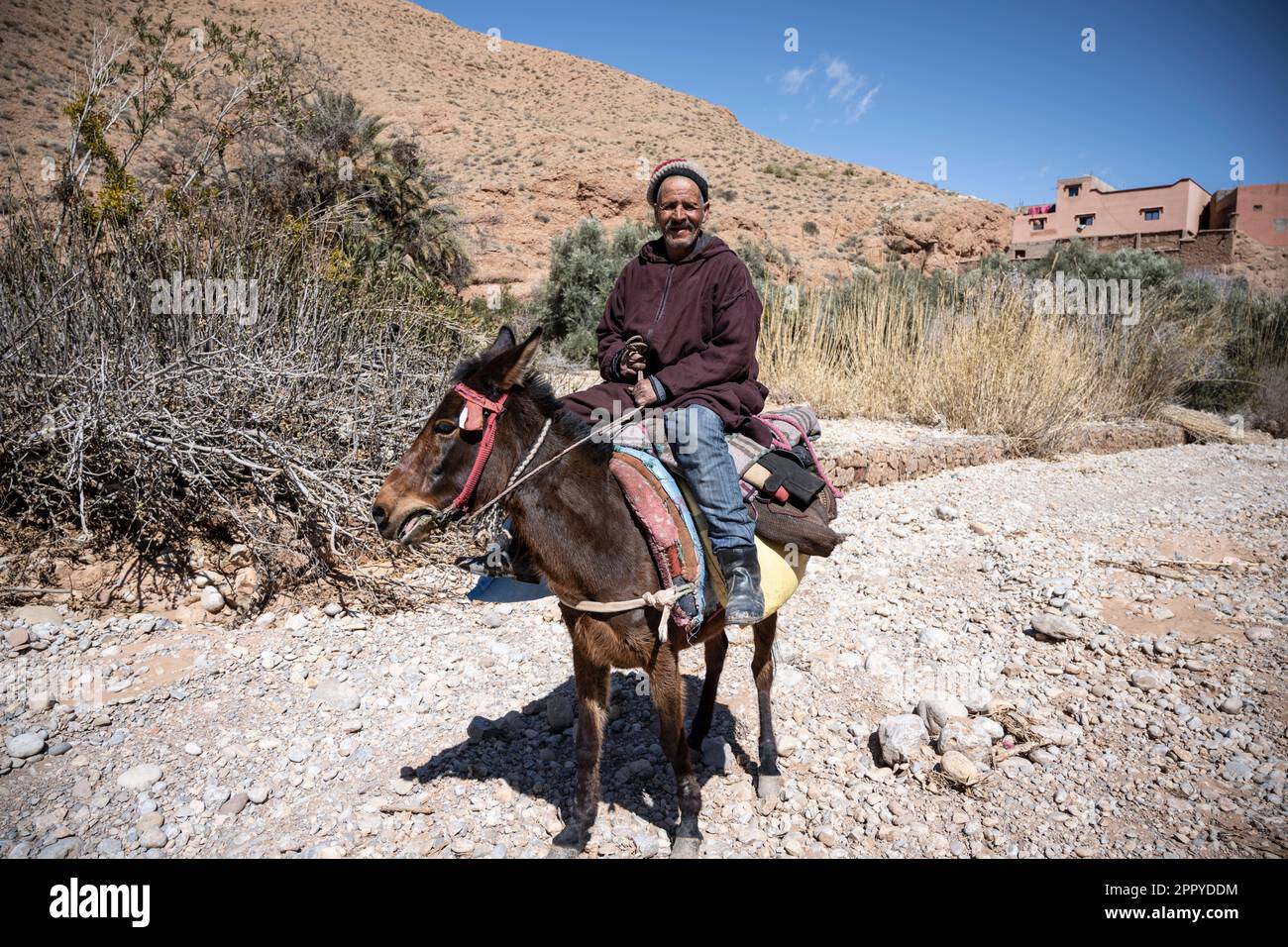 Berber man dressed in the traditional djellaba, with a mule Stock Photo ...