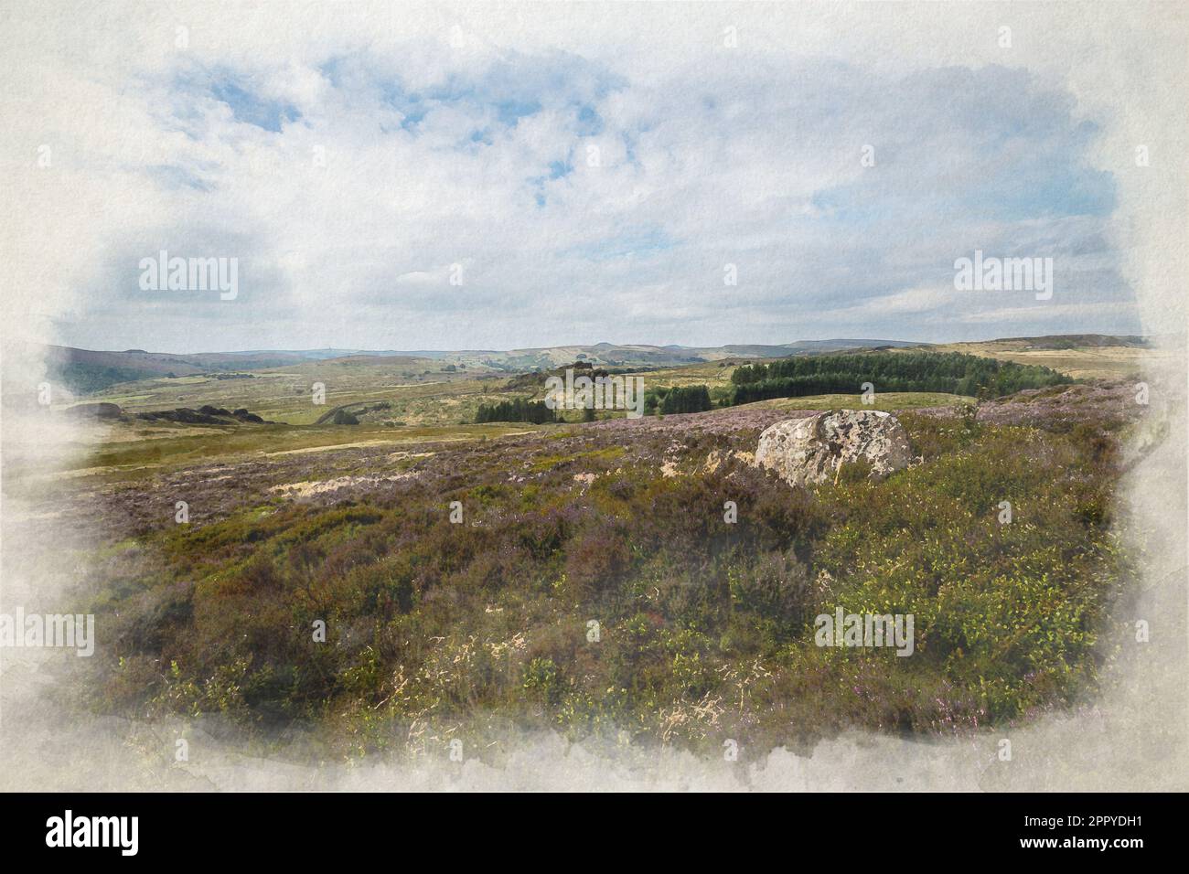 A digital watercolour painting of purple heather in bloom during summer ...