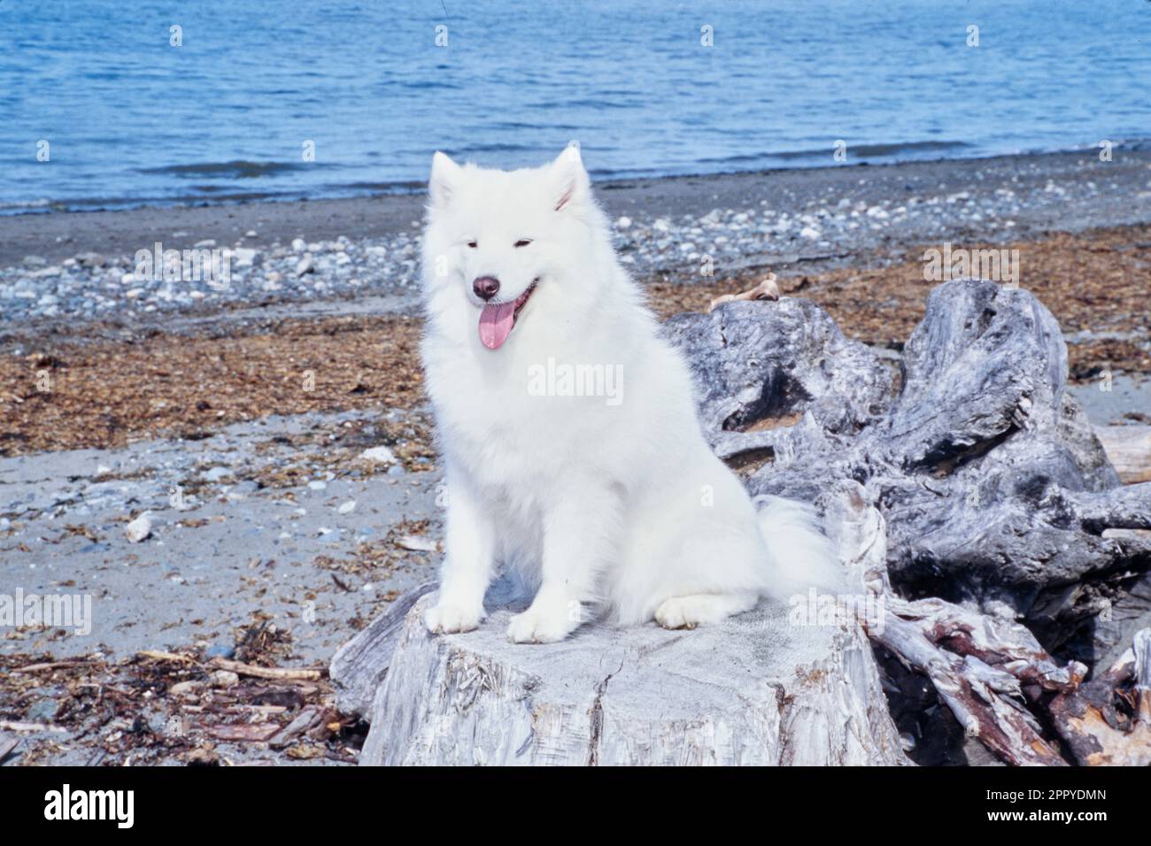 Samoyed sitting hi-res stock photography and images - Alamy