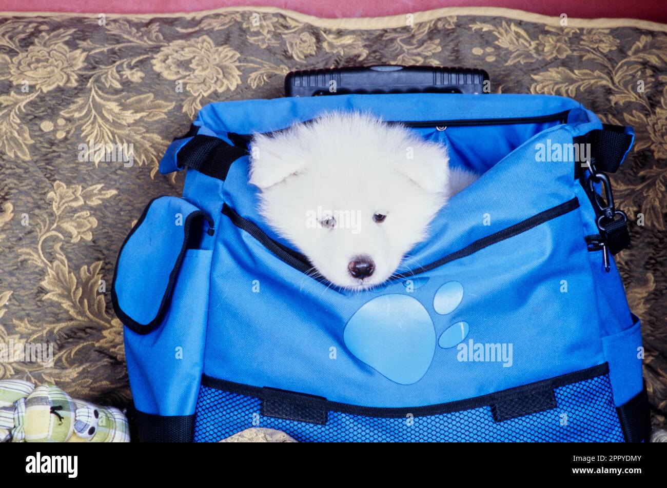 Samoyed tent hi-res stock photography and images - Alamy