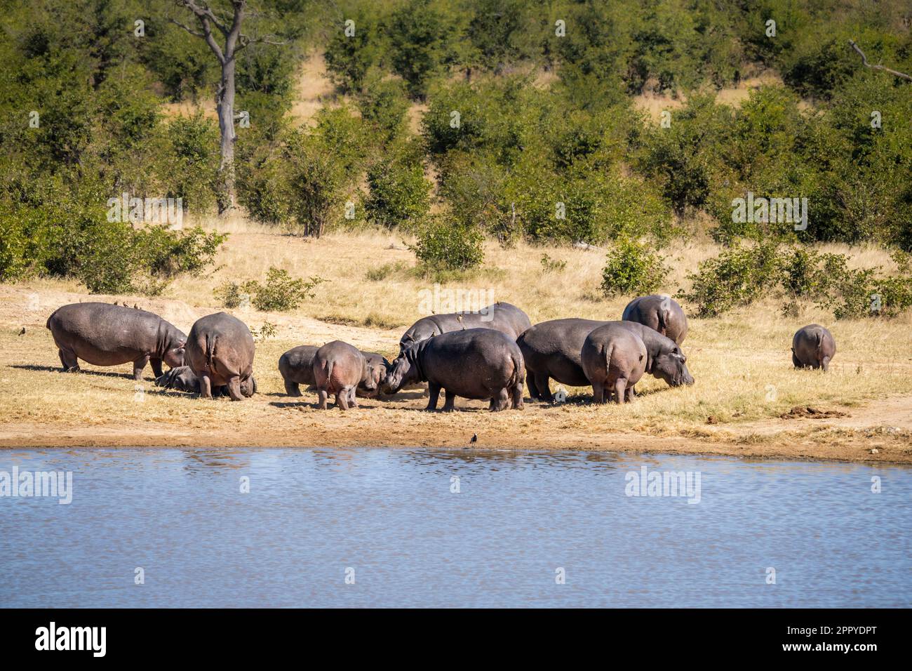 Hippo pod gather on land beside the lake and water. (Hippopotamus ...