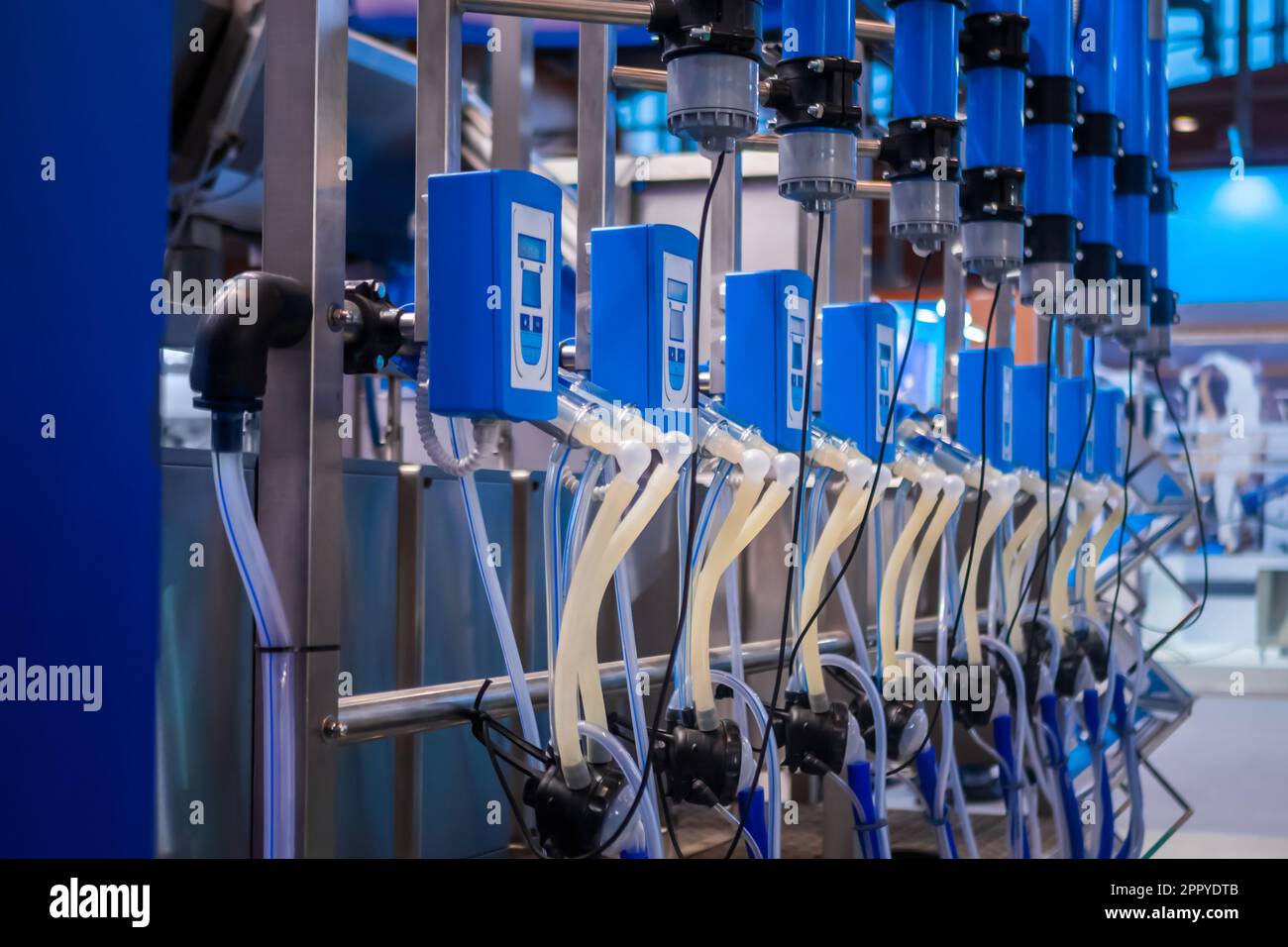 Automated goat milking suction machine with teat cups at exhibition ...