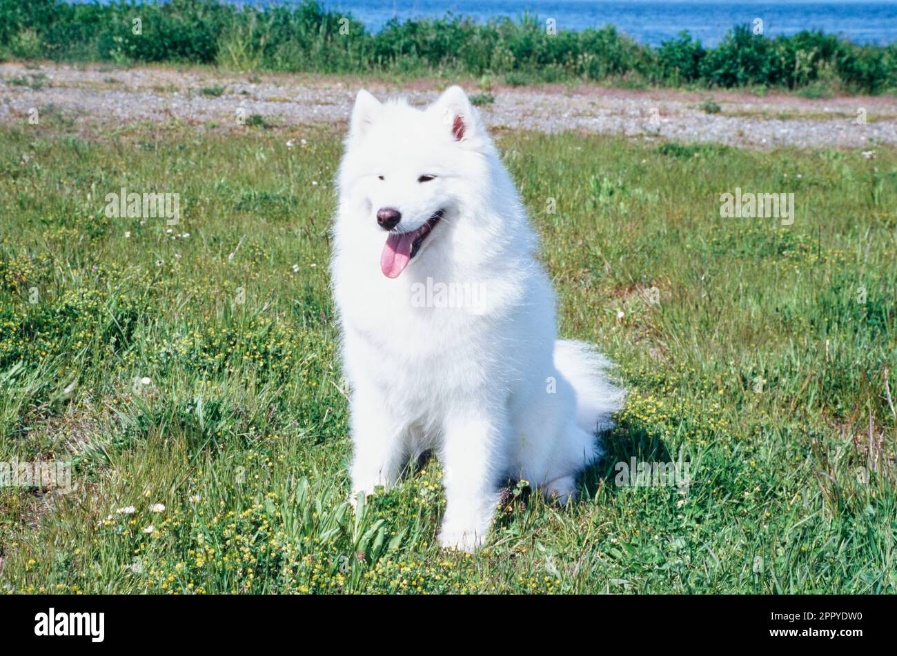 Samoyed sitting in grass with water in the distance Stock Photo - Alamy