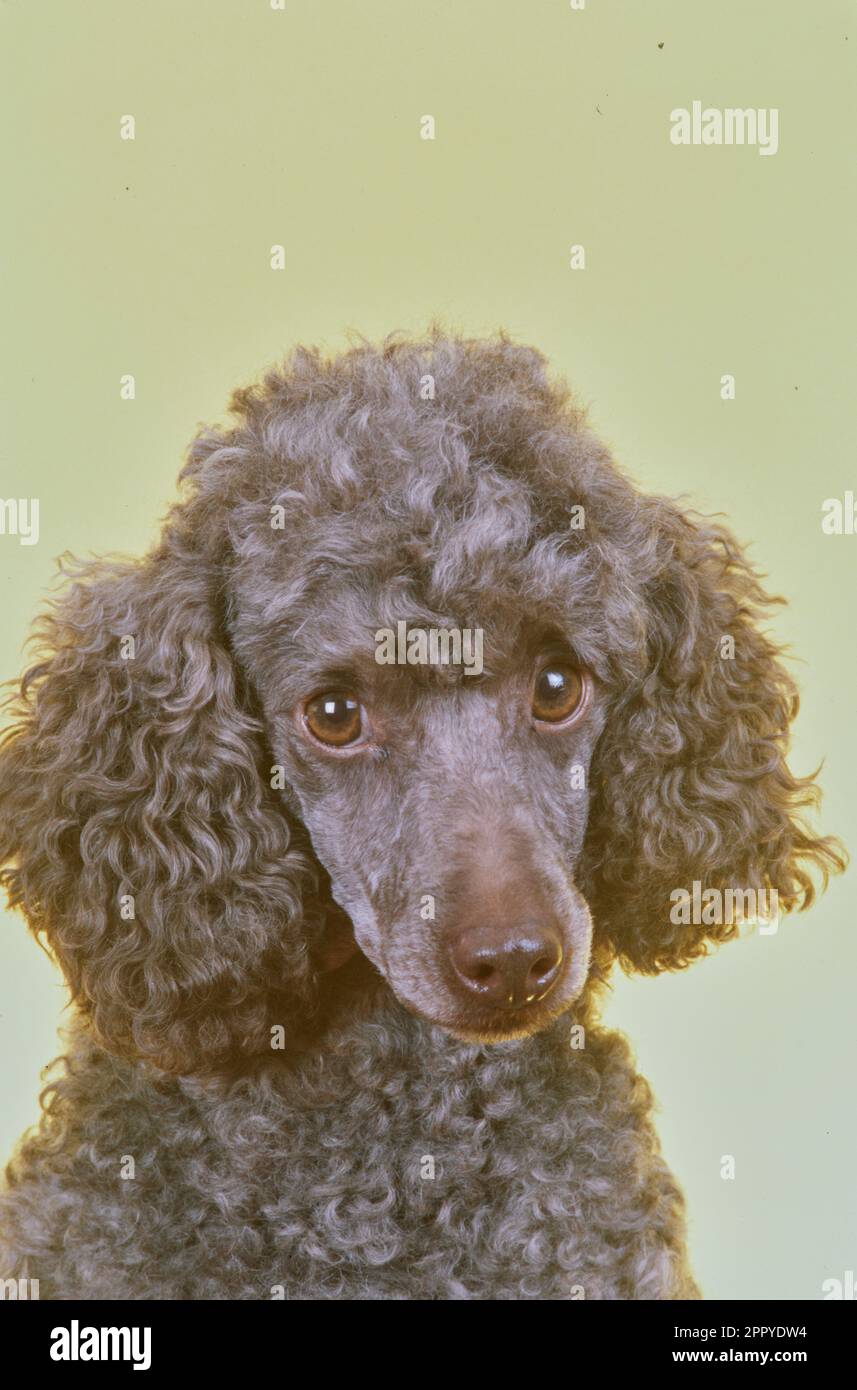 Portrait of Mini Poodle on a yellow backdrop looking at camera Stock ...