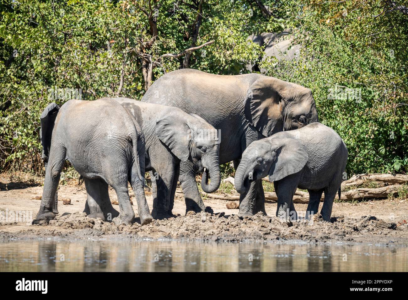 4 elephants enjoy the mud beside a waterhole in Hwange National Park ...