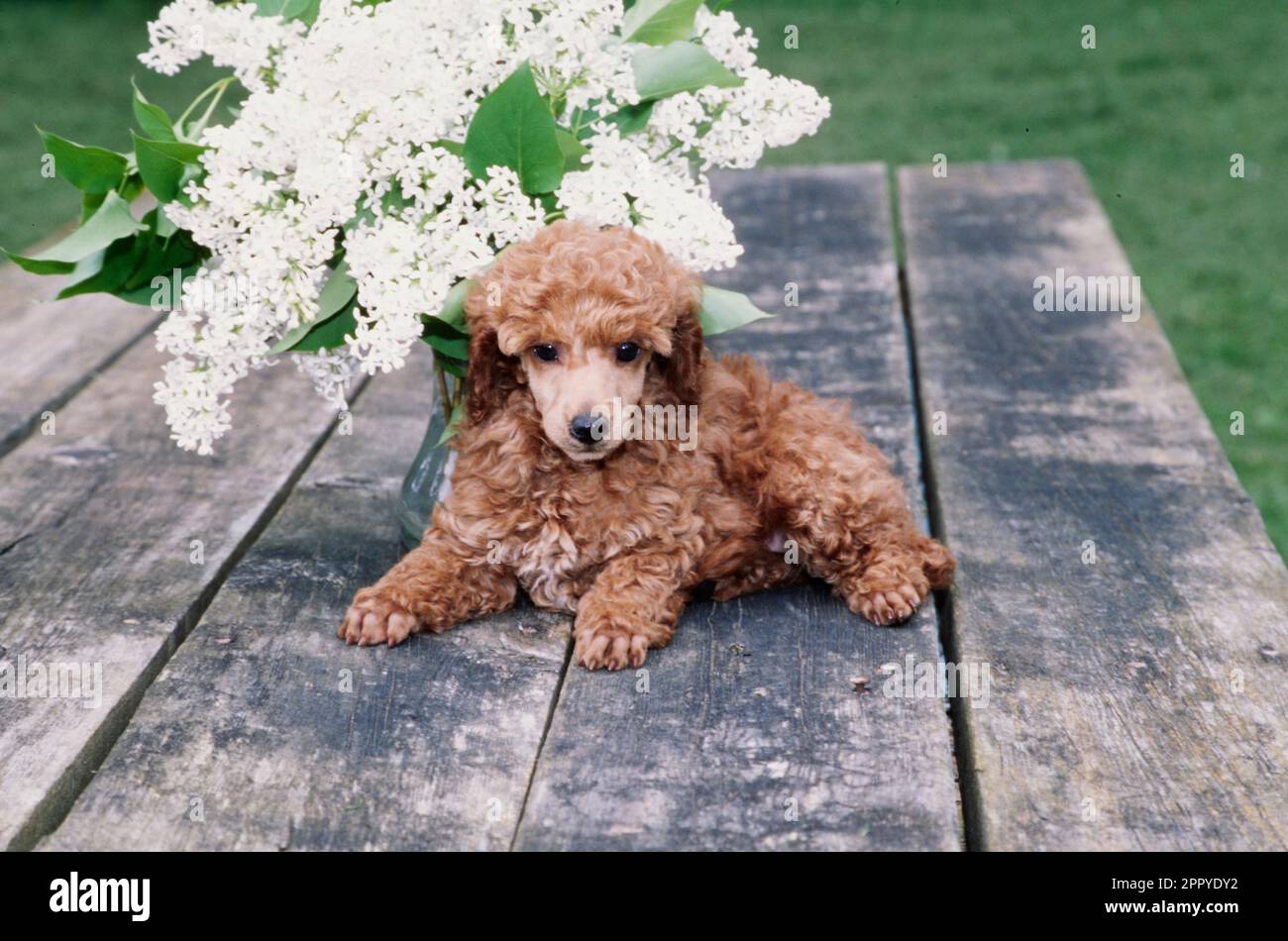 Purebred dog at picnic table hi-res stock photography and images - Alamy