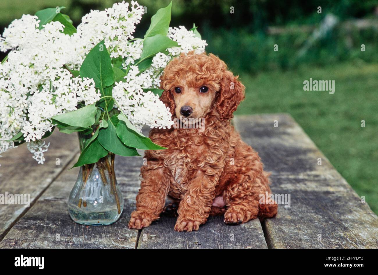 Mini Poodle puppy on table with flower centerpiece Stock Photo - Alamy