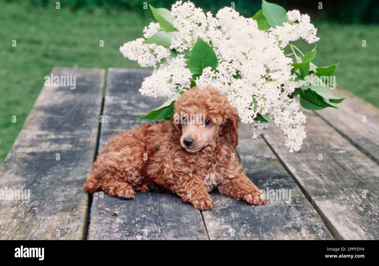Puppy vase hi-res stock photography and images - Alamy