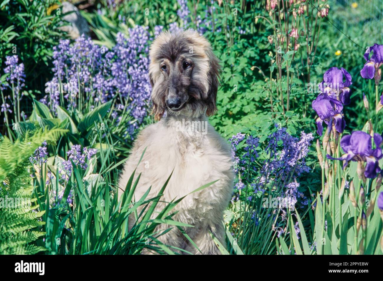 Afghan sitting in tall bush Stock Photo - Alamy