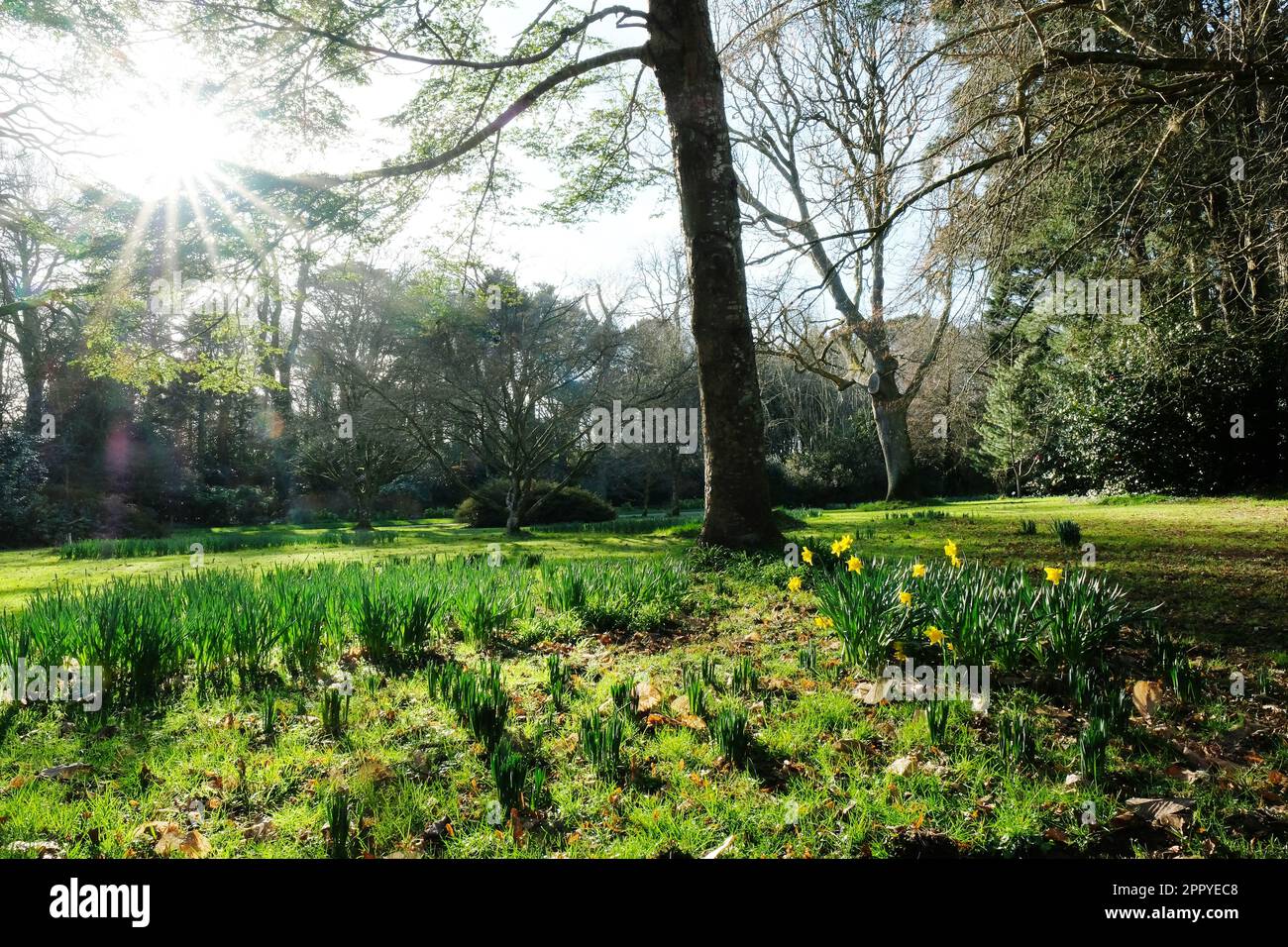 Cornish daffodils hi-res stock photography and images - Alamy