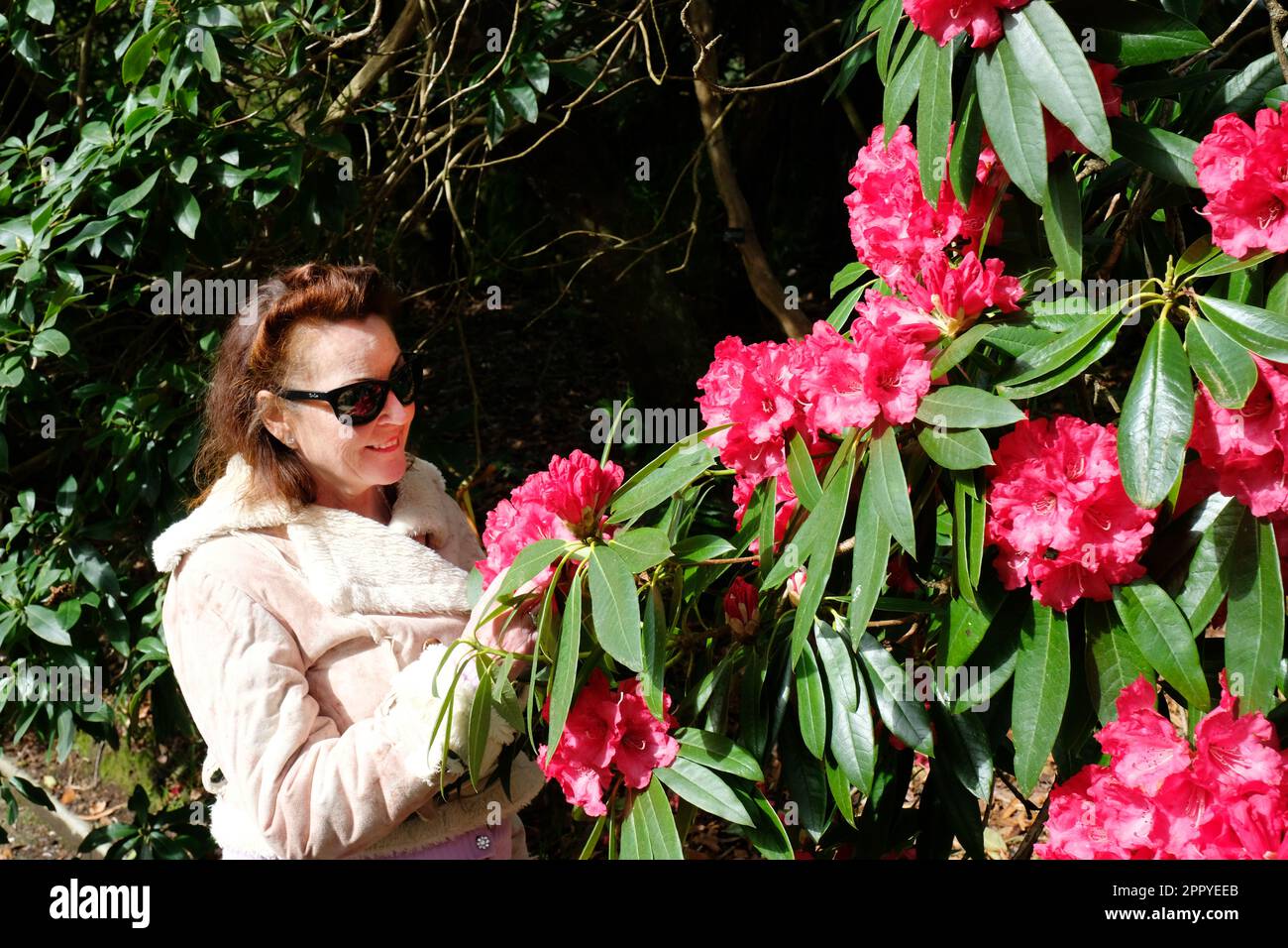 Rhododendron beauty of fermough hi-res stock photography and images - Alamy