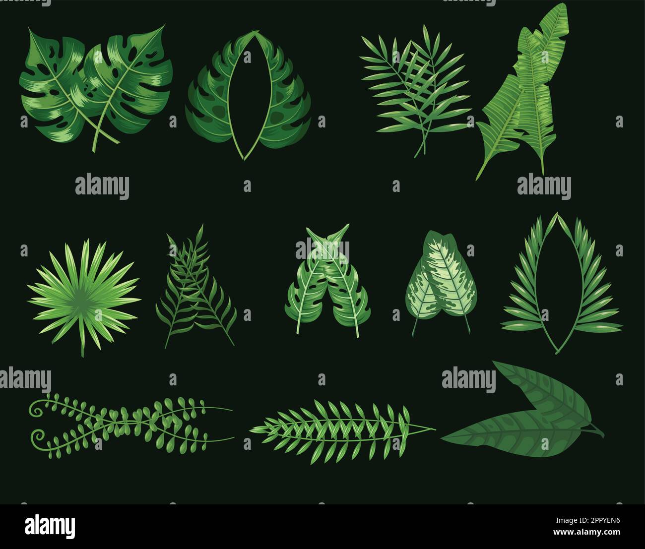 exotic tropical leaves monstera plant leaf banana plants Stock Vector ...