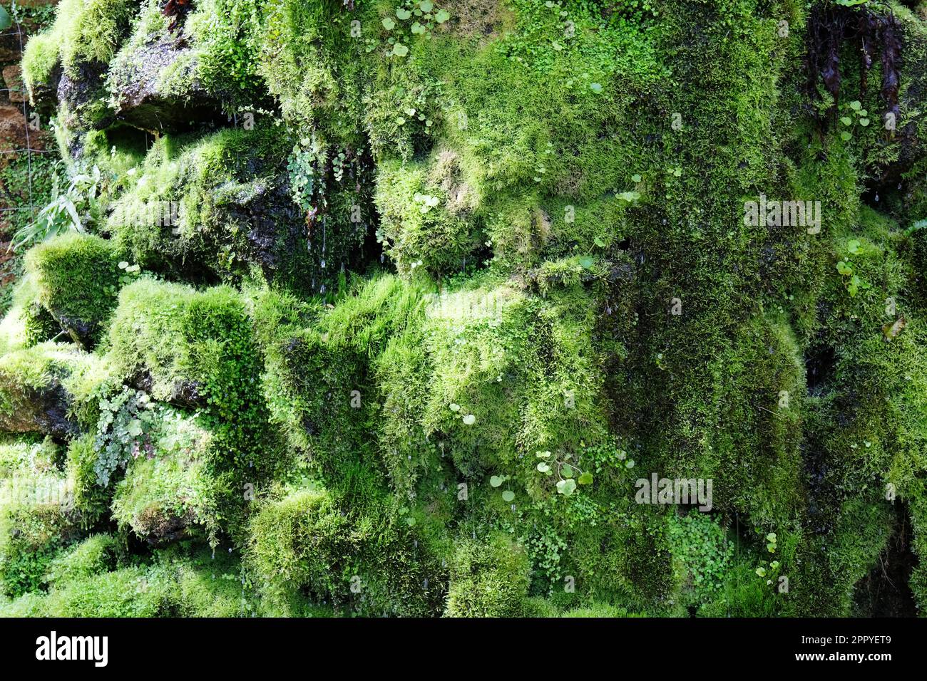 A lush moss covered rock face - John Gollop Stock Photo - Alamy