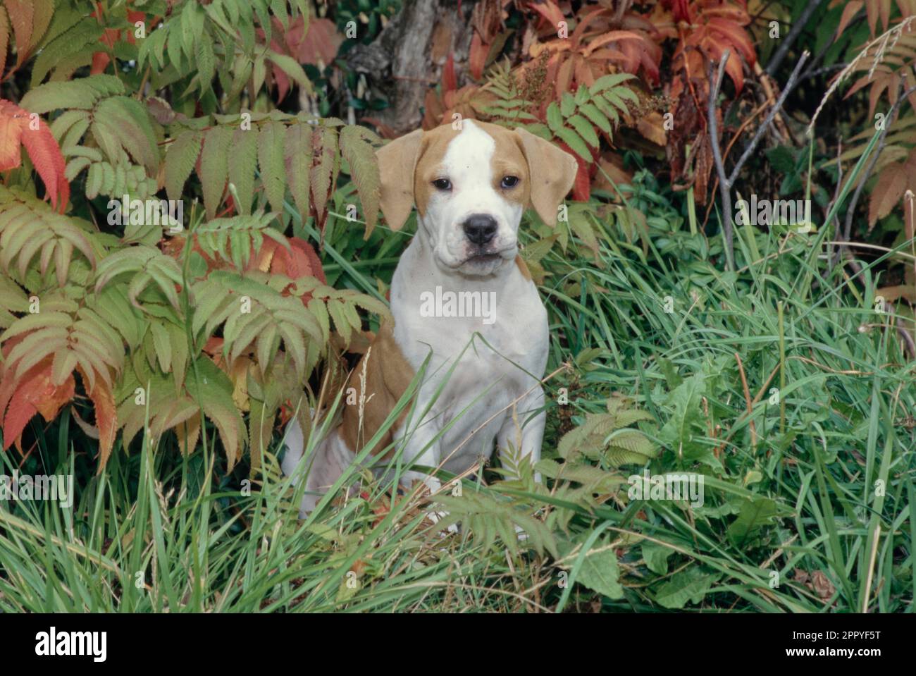 American Bulldog puppy sitting in bush Stock Photo - Alamy