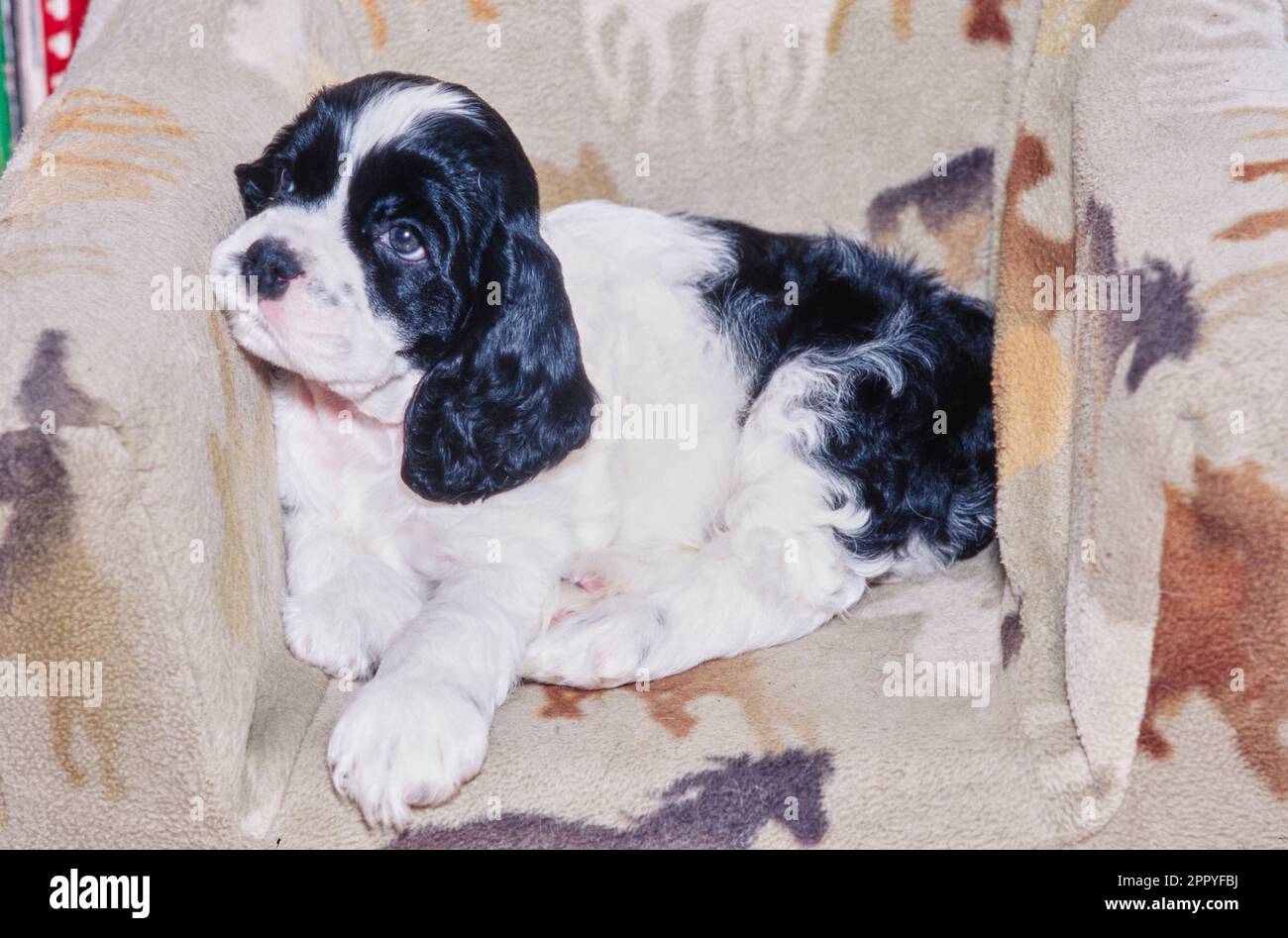 American Cocker Spaniel puppy sitting in chair with horse design Stock ...