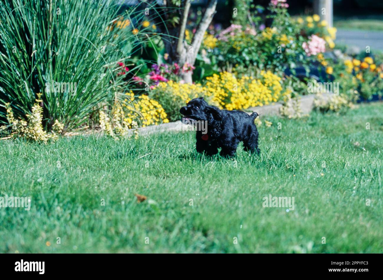 American Cocker Spaniel puppy running through yard in front of flower ...