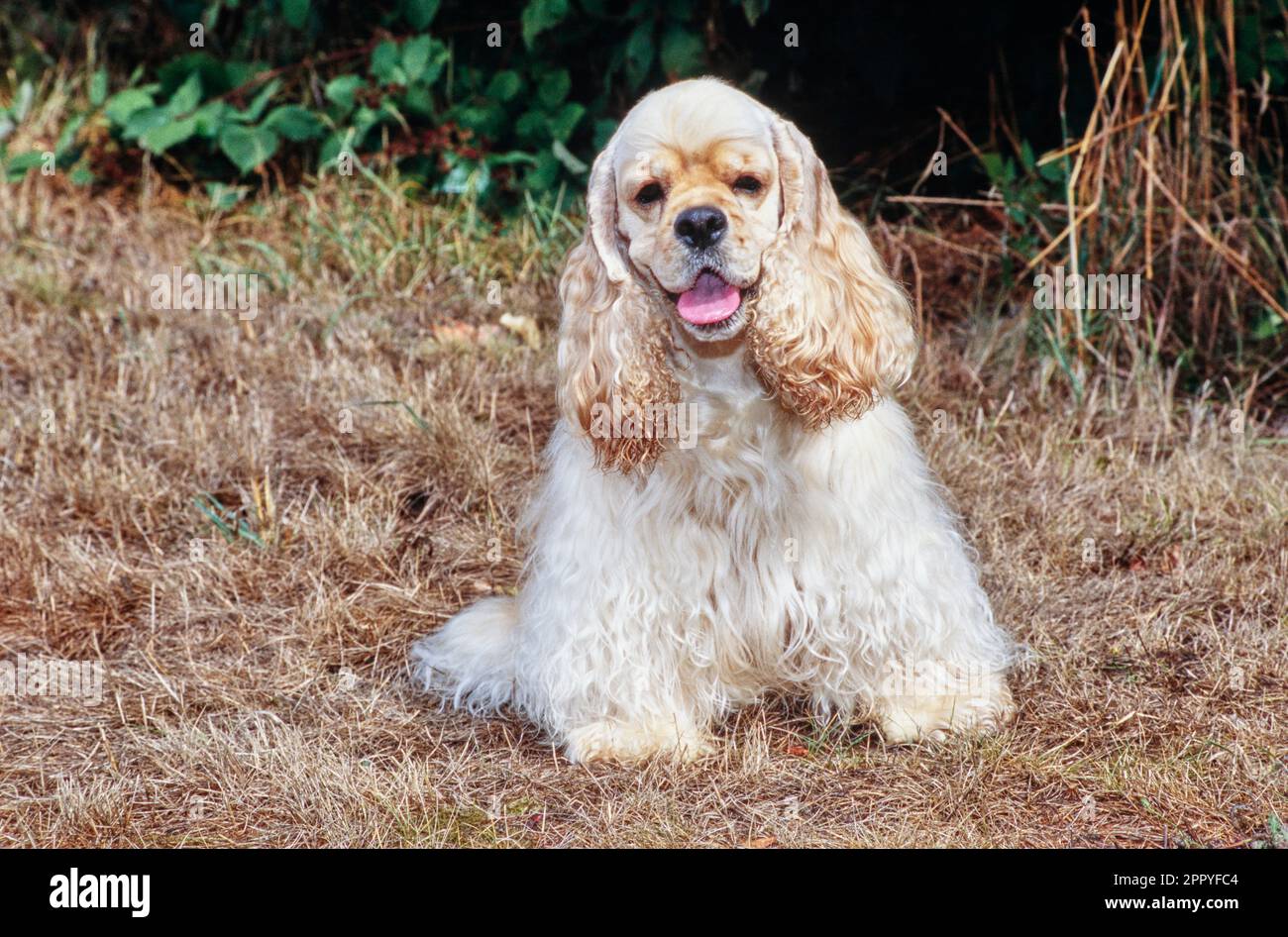 American Cocker Spaniel sitting outside in brown grass Stock Photo - Alamy