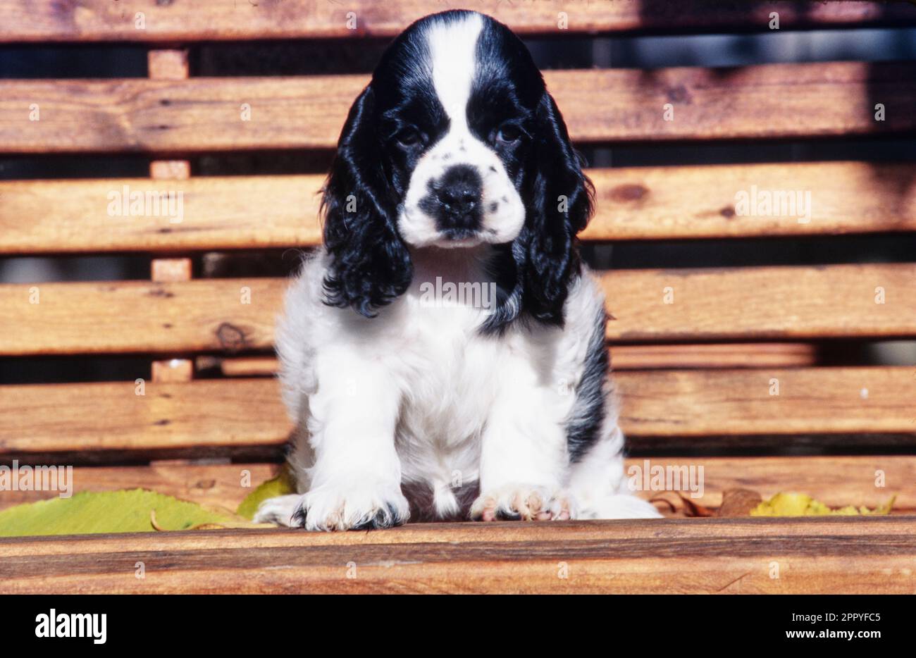 American Cocker Spaniel puppy sitting on wood bench Stock Photo - Alamy
