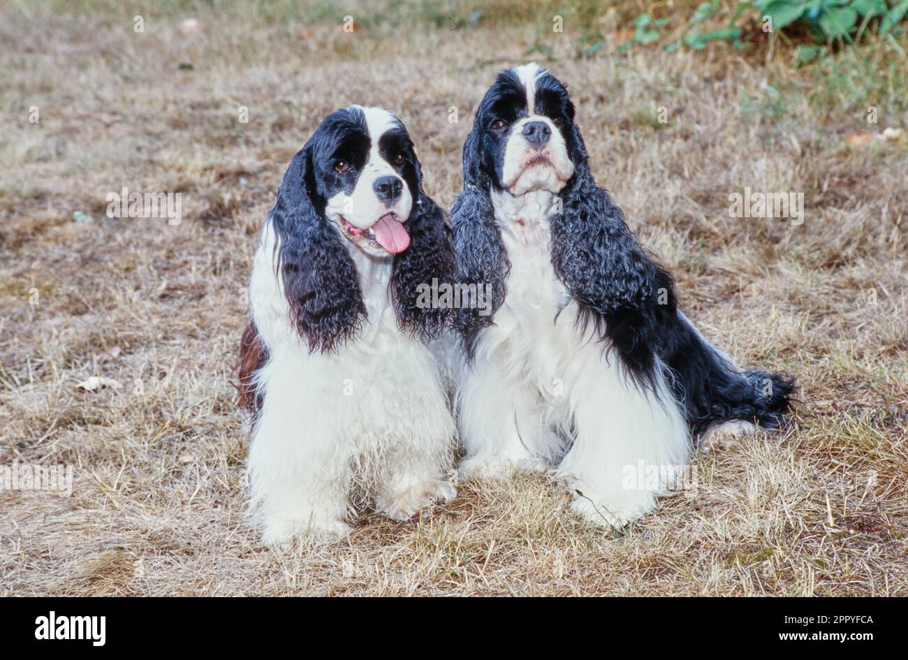 Two American Cocker Spaniels sitting outside in brown grass Stock Photo ...