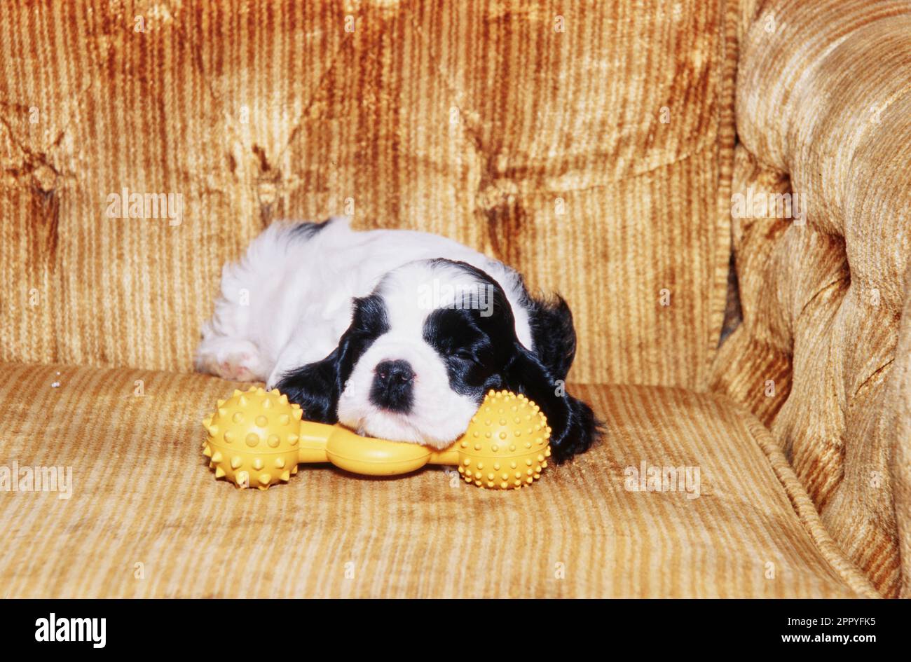 American Cocker Spaniel puppy sleeping with chin on chew toy laying on ...