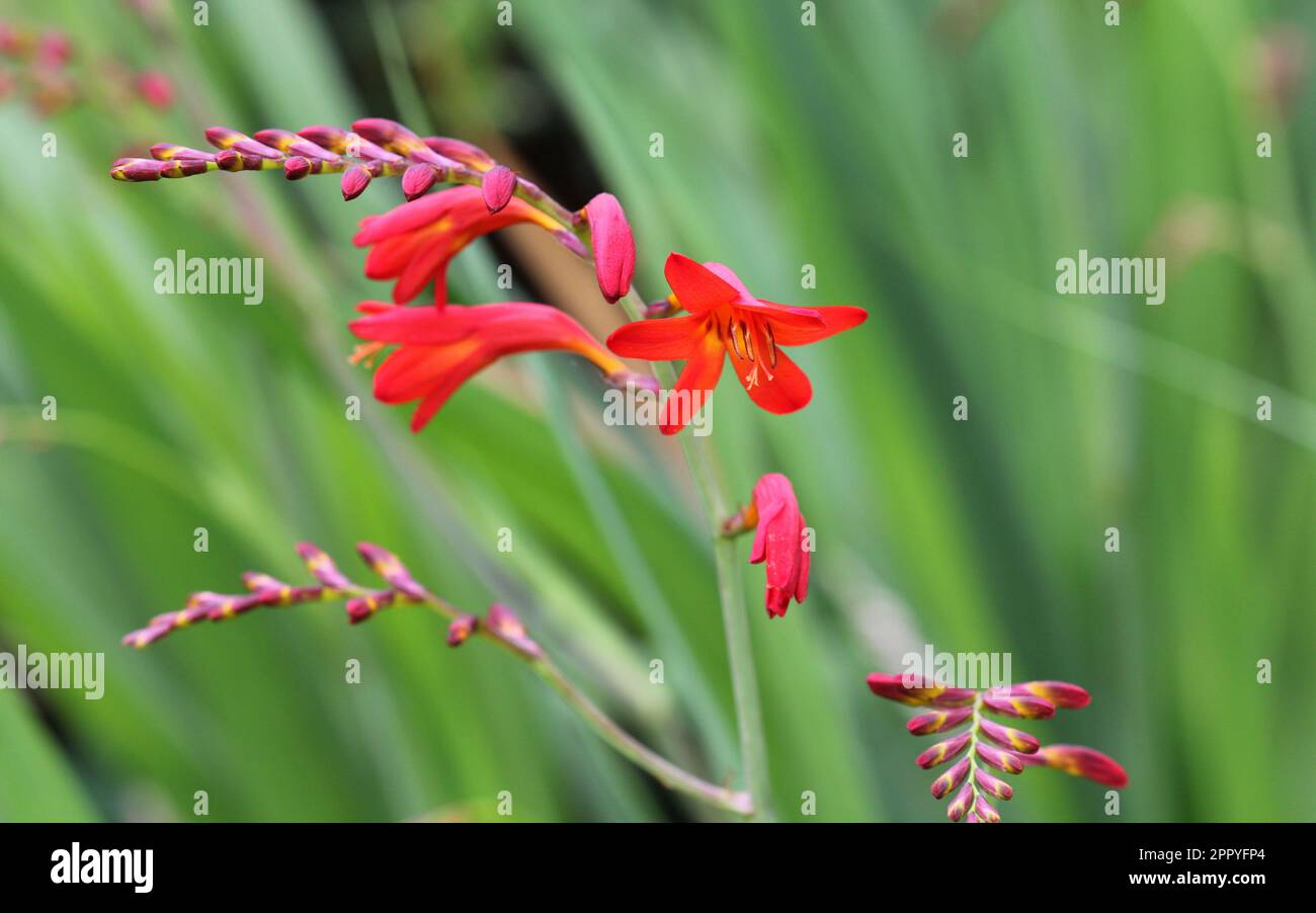 Red Crocosmia 'Lucifer' montbretia in flower Stock Photo - Alamy