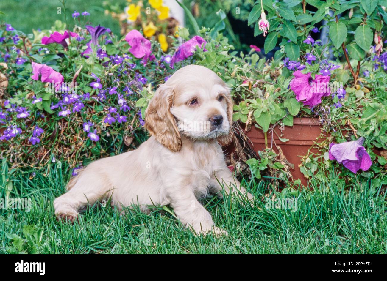 American Cocker Spaniel puppy sitting in garden in front of purple ...