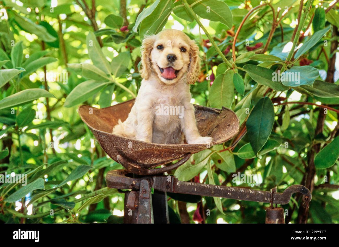 Happy American Cocker Spaniel puppy sitting in metal scale outside in ...