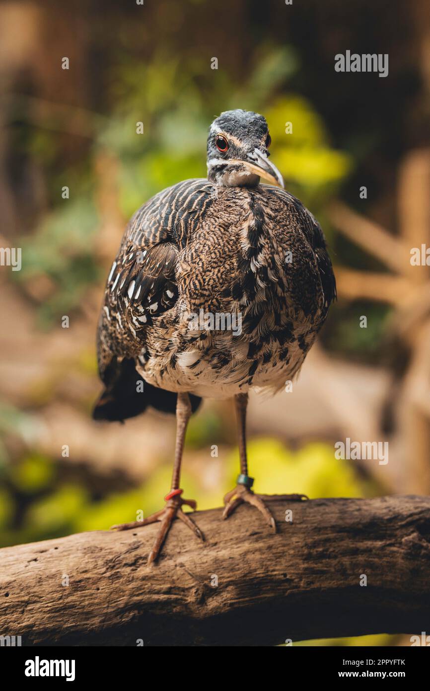 Sunbittern large tropical bird, beautiful exotic bird feathers brown ...