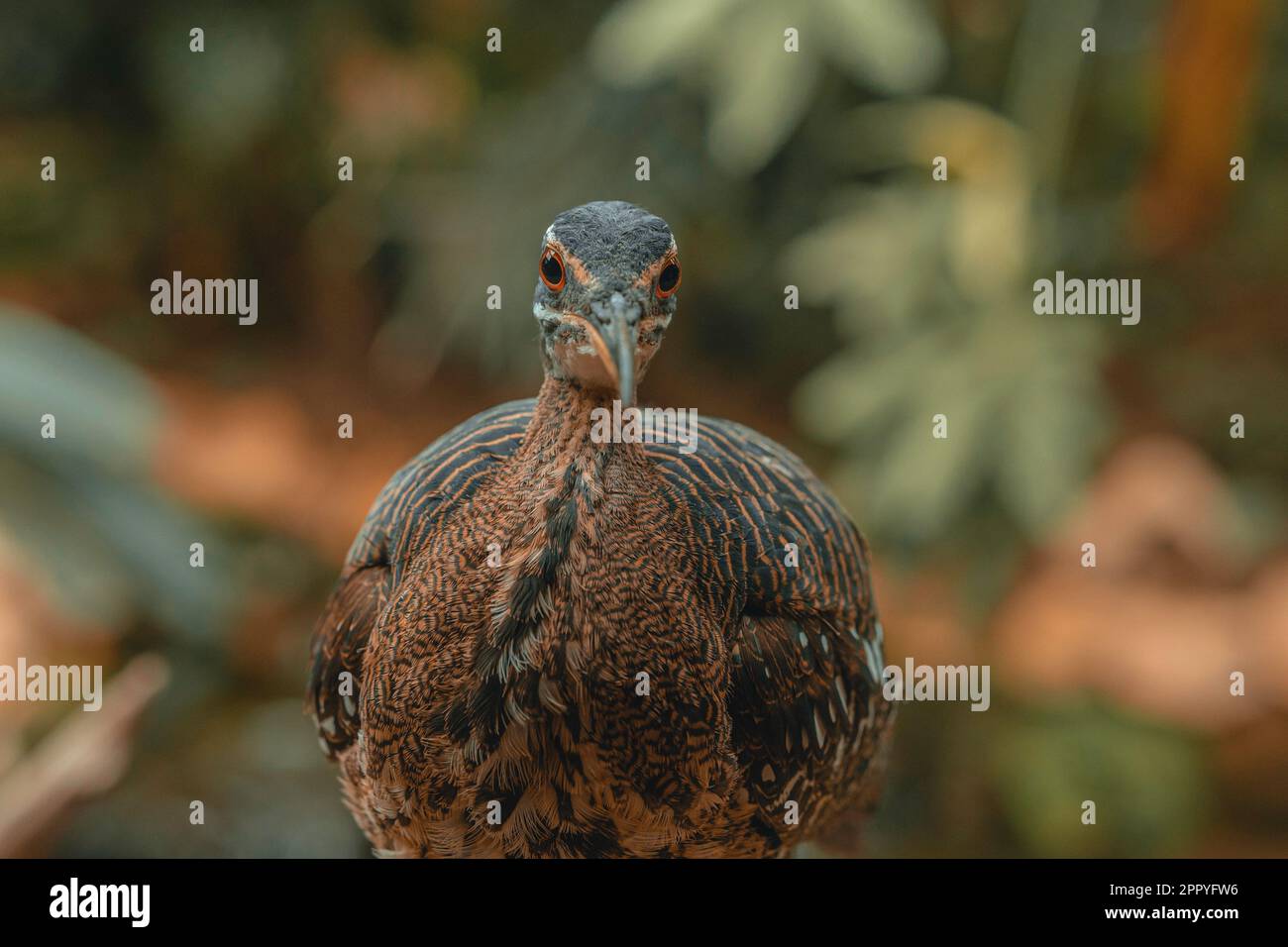 Sunbittern large tropical bird, beautiful exotic bird feathers brown ...