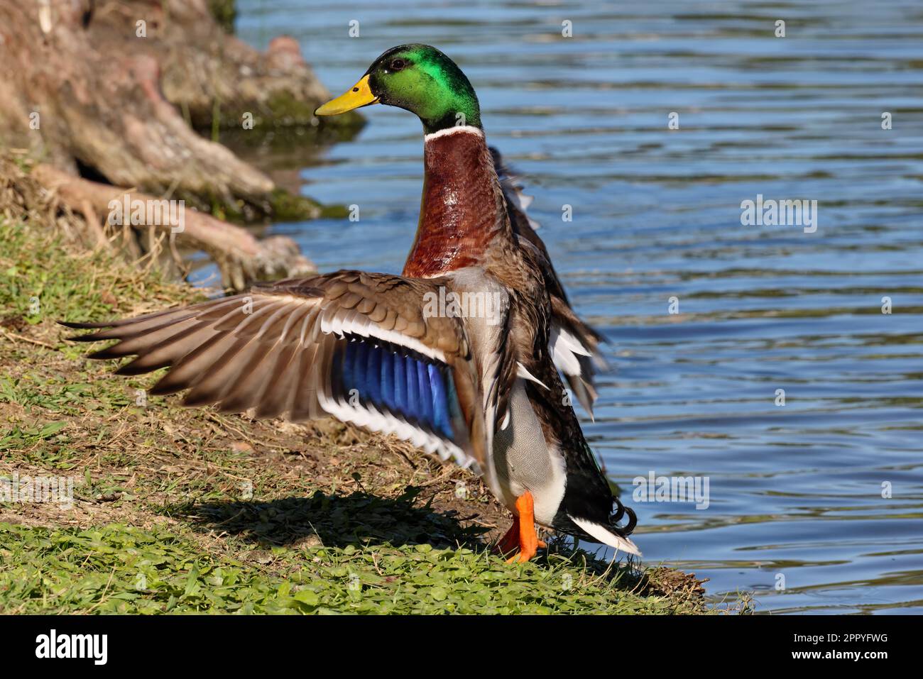 A beautiful Mallard (Male) flapping on a spring morning. The male’s ...