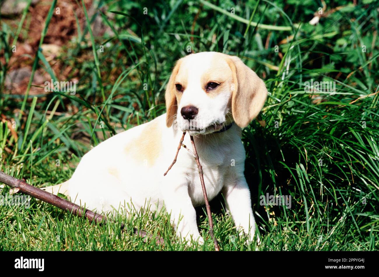 Beagle puppy chewing on twig outside in yard Stock Photo - Alamy