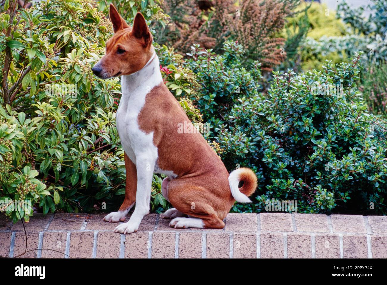 Basenji sitting on brick wall in front of bushes outside Stock Photo ...