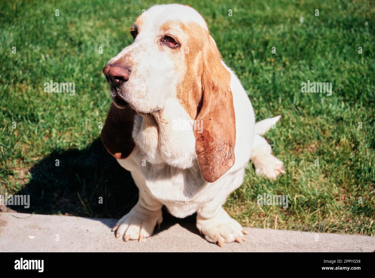 Basset Hound sitting on grass near sidewalk outside with head turned to ...