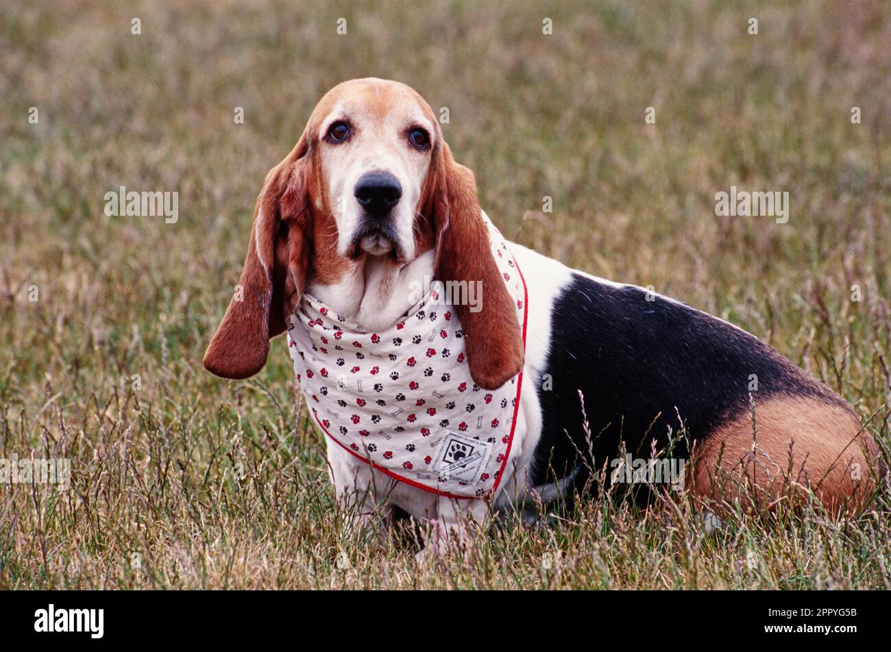 Basset Hound with handkerchief around neck outside sitting in grassy ...