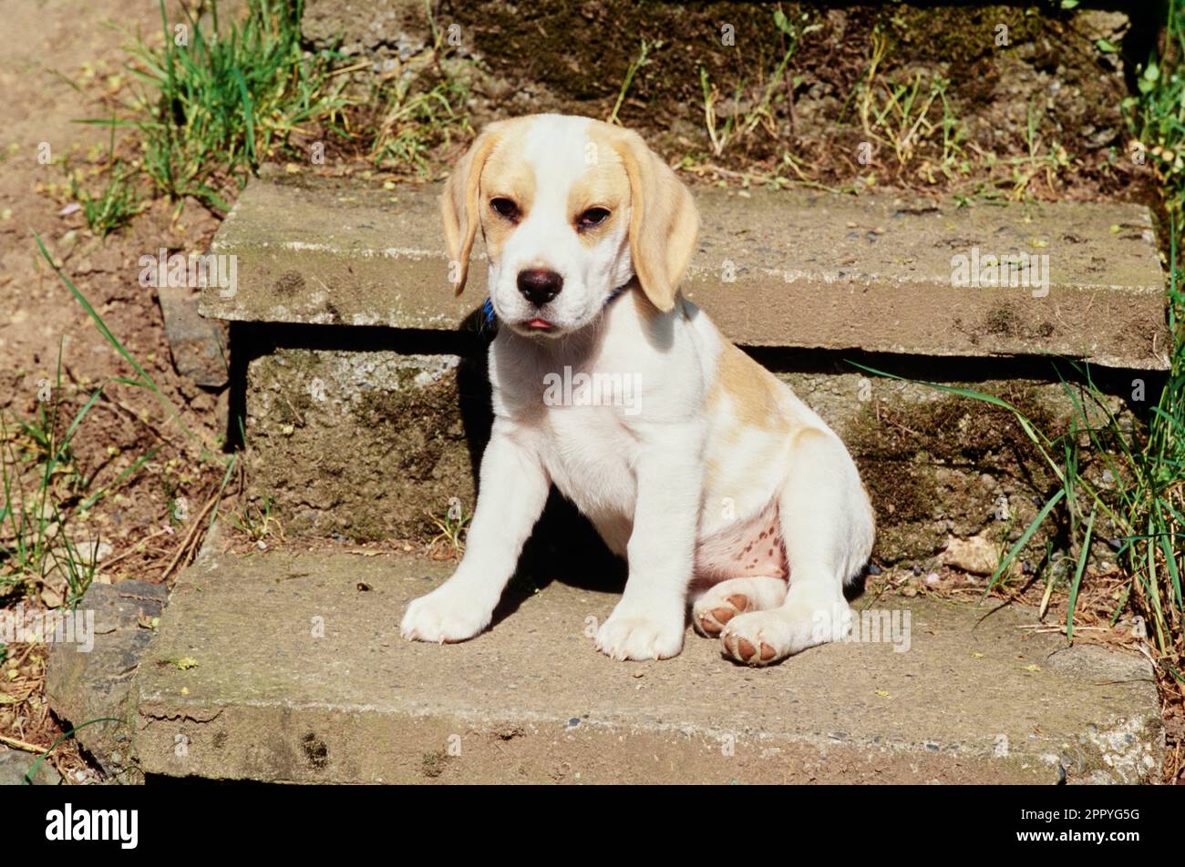 Beagle puppy sitting on concrete stairs in yard outside Stock Photo - Alamy