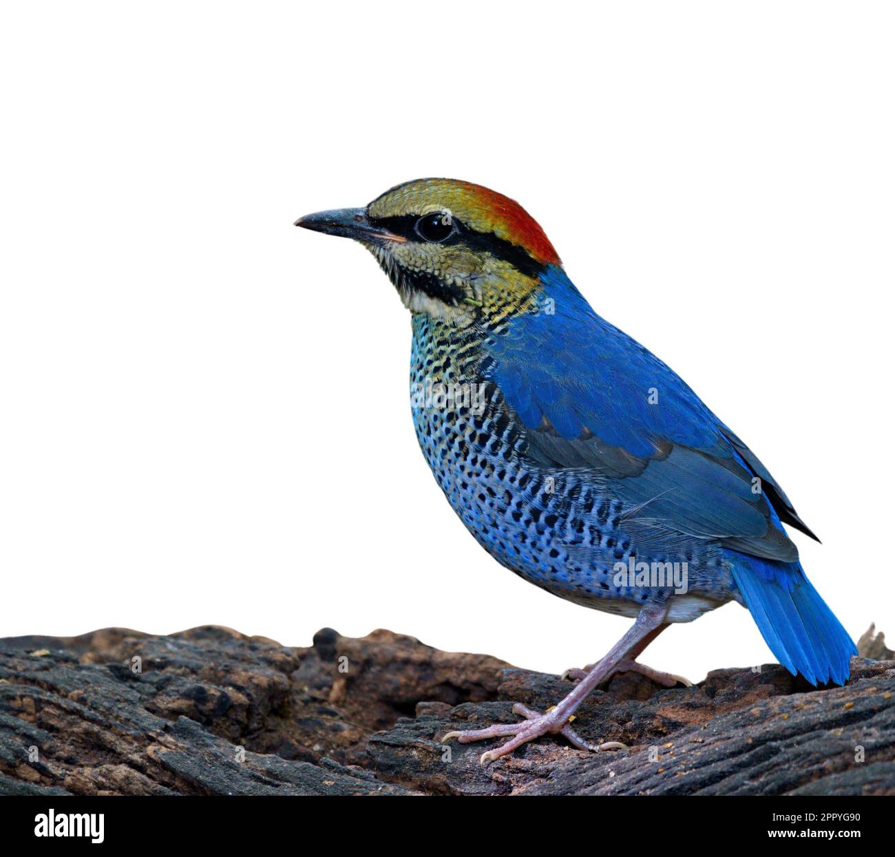 A beautiful blue pitta bird on a tree branch isolated on a white ...