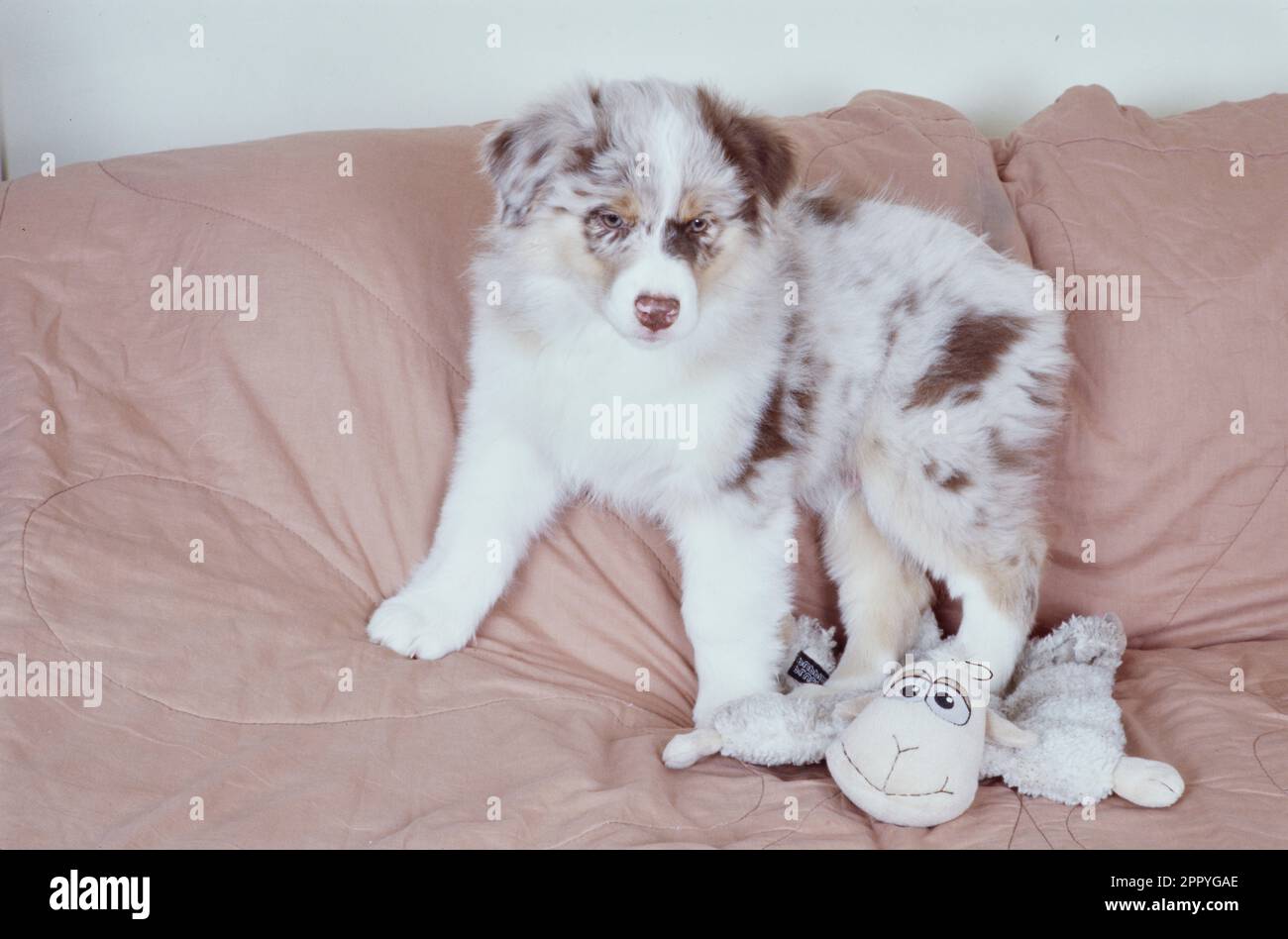 Fluffy Australian Shepherd puppy laying on pink blanket Stock Photo - Alamy