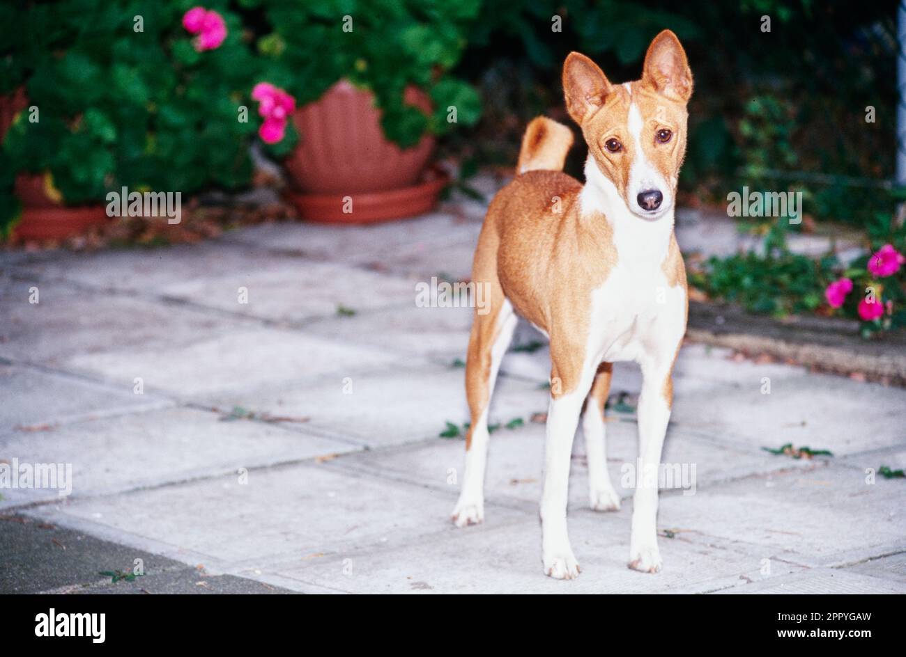 Pure breed basenji hi-res stock photography and images - Alamy