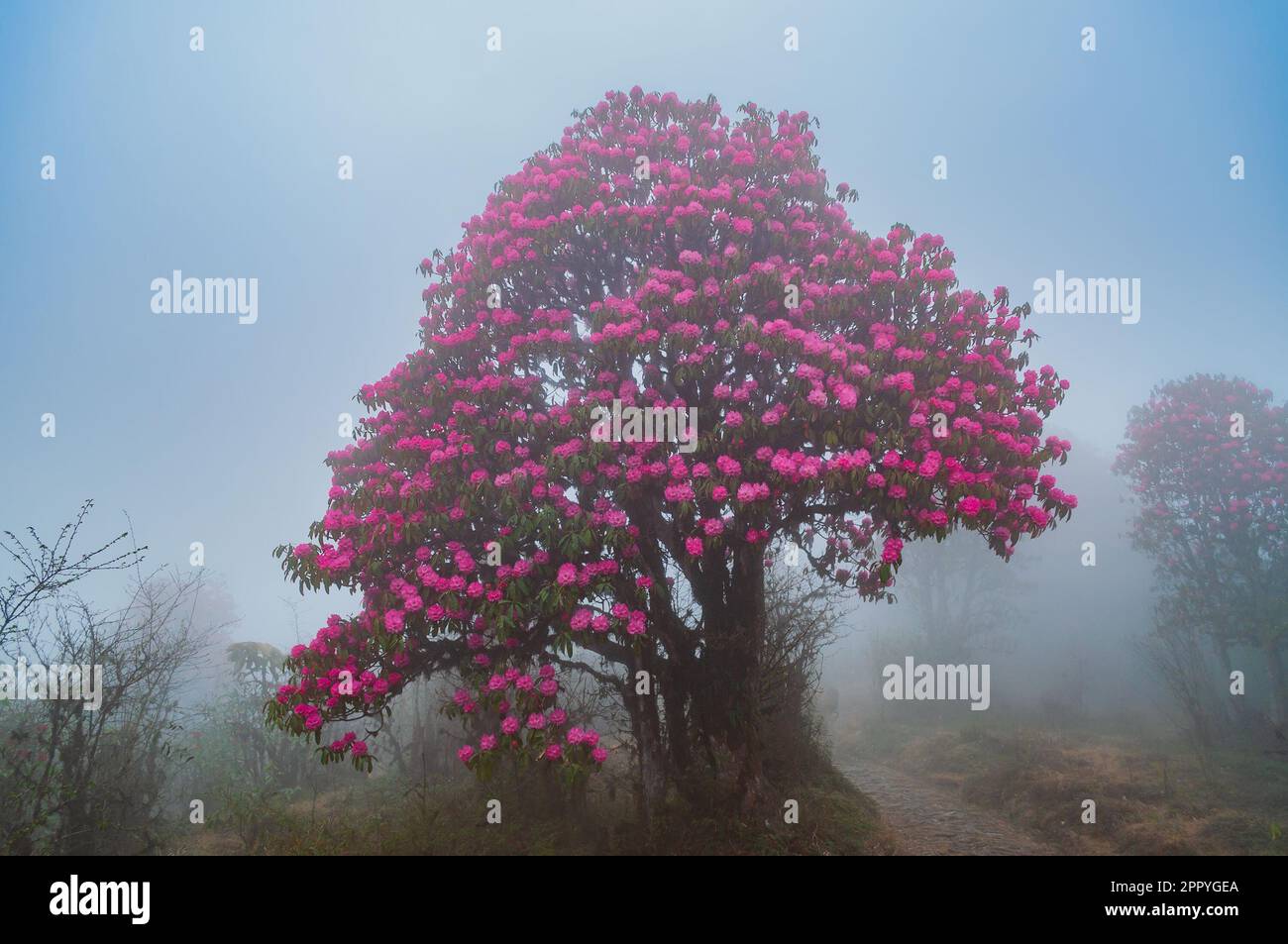 State tree of sikkim hi-res stock photography and images - Alamy