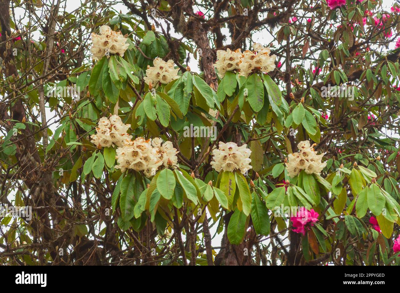 State tree of sikkim hi-res stock photography and images - Alamy
